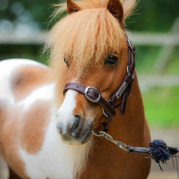 Meet the Ponies – Keysoe Cuddle