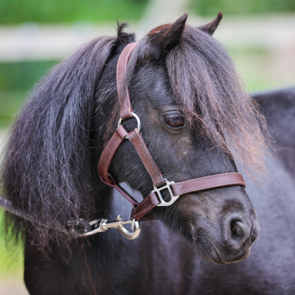 Meet the Ponies – Keysoe Cuddle