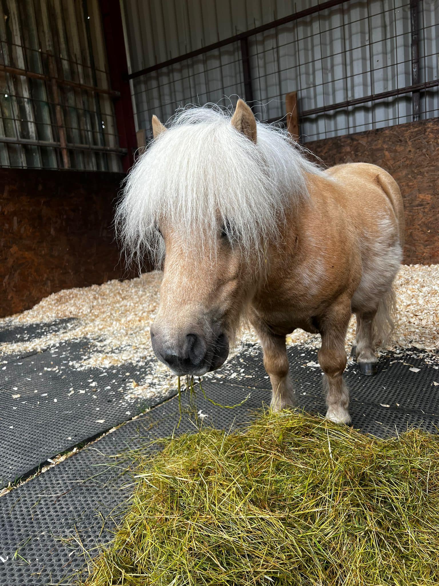 Meet the Ponies – Keysoe Cuddle