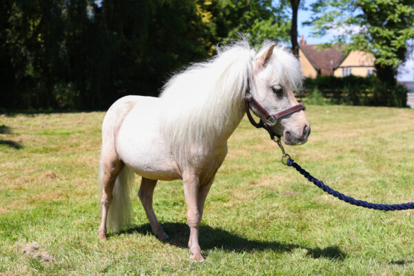 Meet the Ponies – Keysoe Cuddle