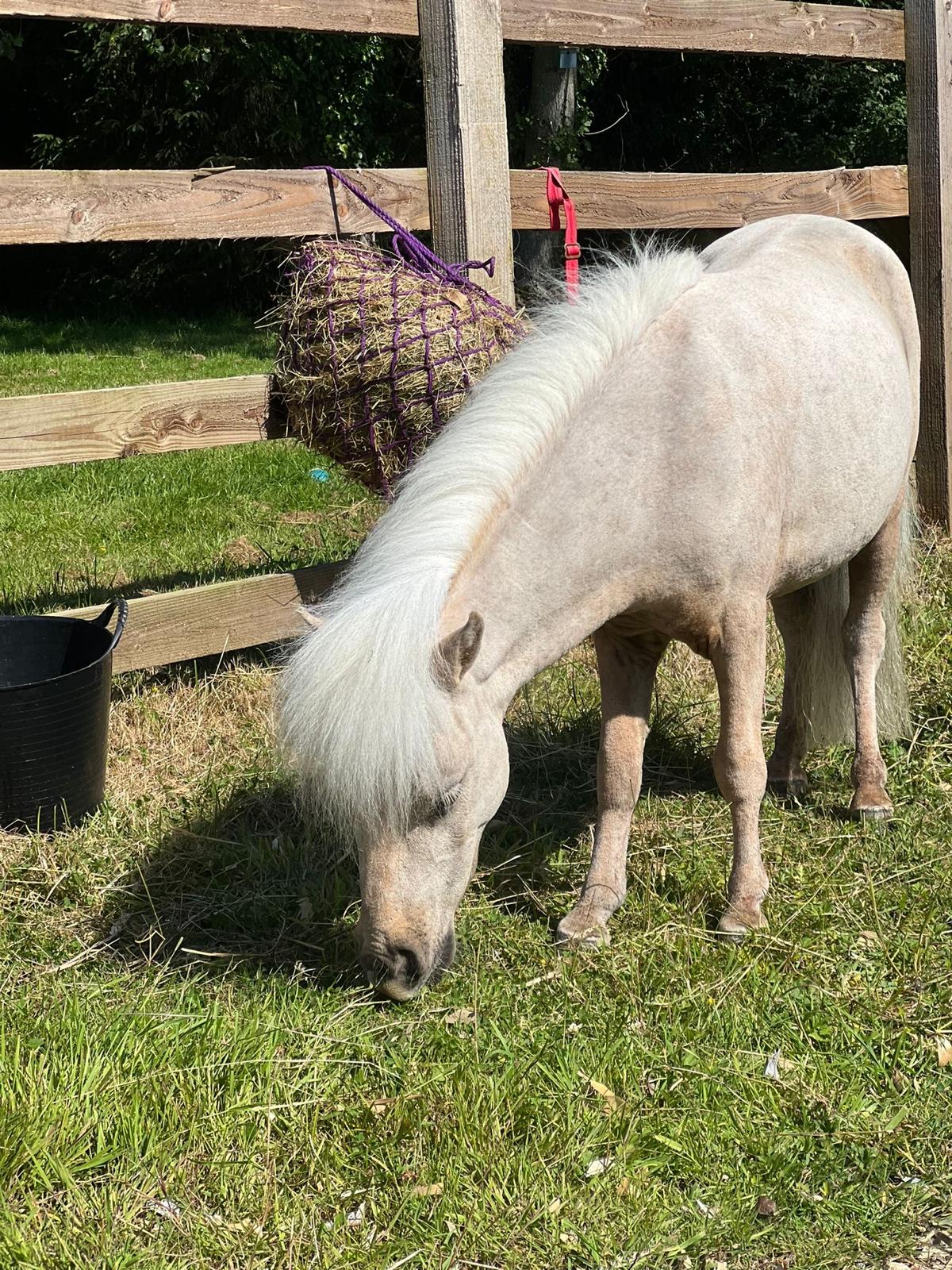 Meet the Ponies – Keysoe Cuddle
