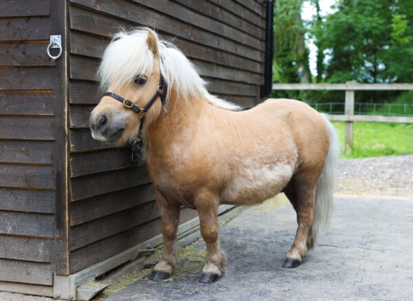 Meet the Ponies – Keysoe Cuddle