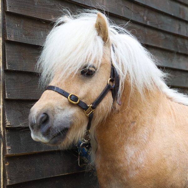 Meet the Ponies – Keysoe Cuddle