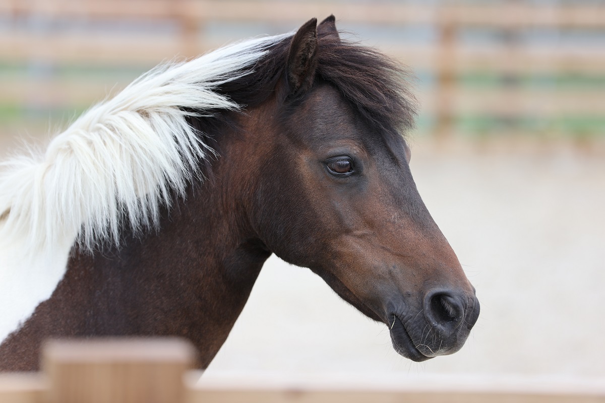 Meet the Ponies – Keysoe Cuddle