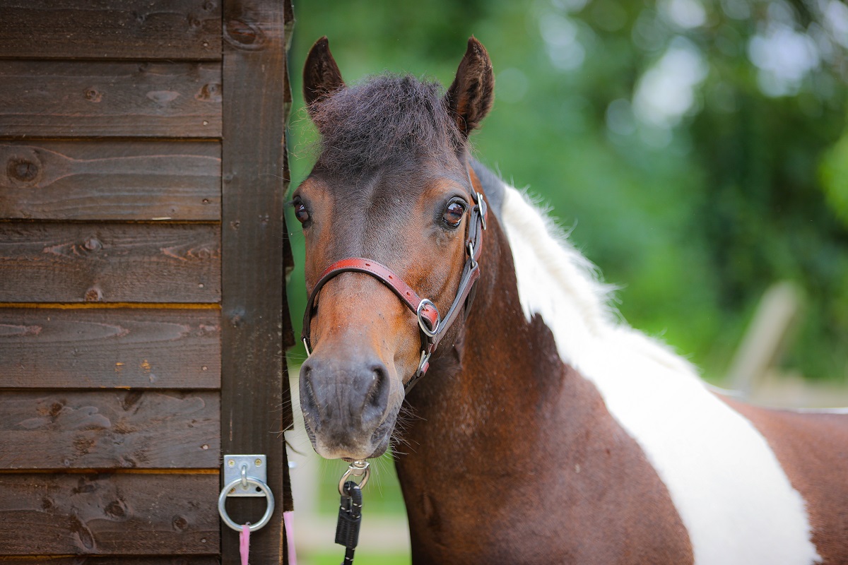 Meet the Ponies – Keysoe Cuddle