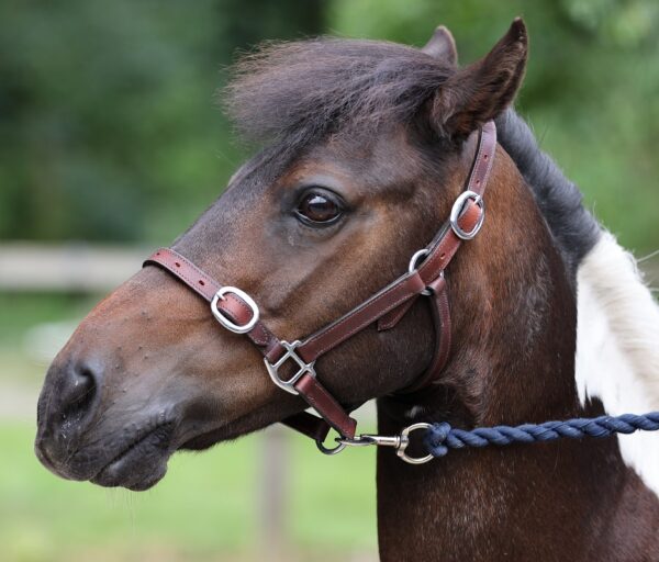 Meet the Ponies – Keysoe Cuddle