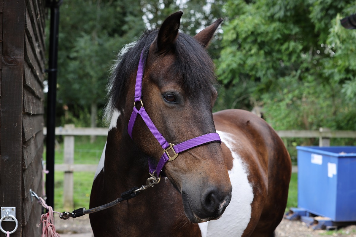 Meet the Ponies – Keysoe Cuddle