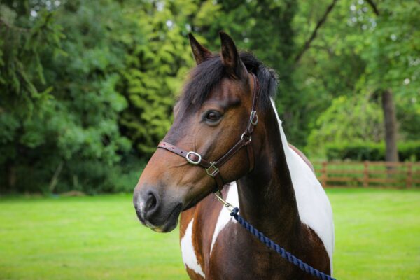 Meet the Ponies – Keysoe Cuddle