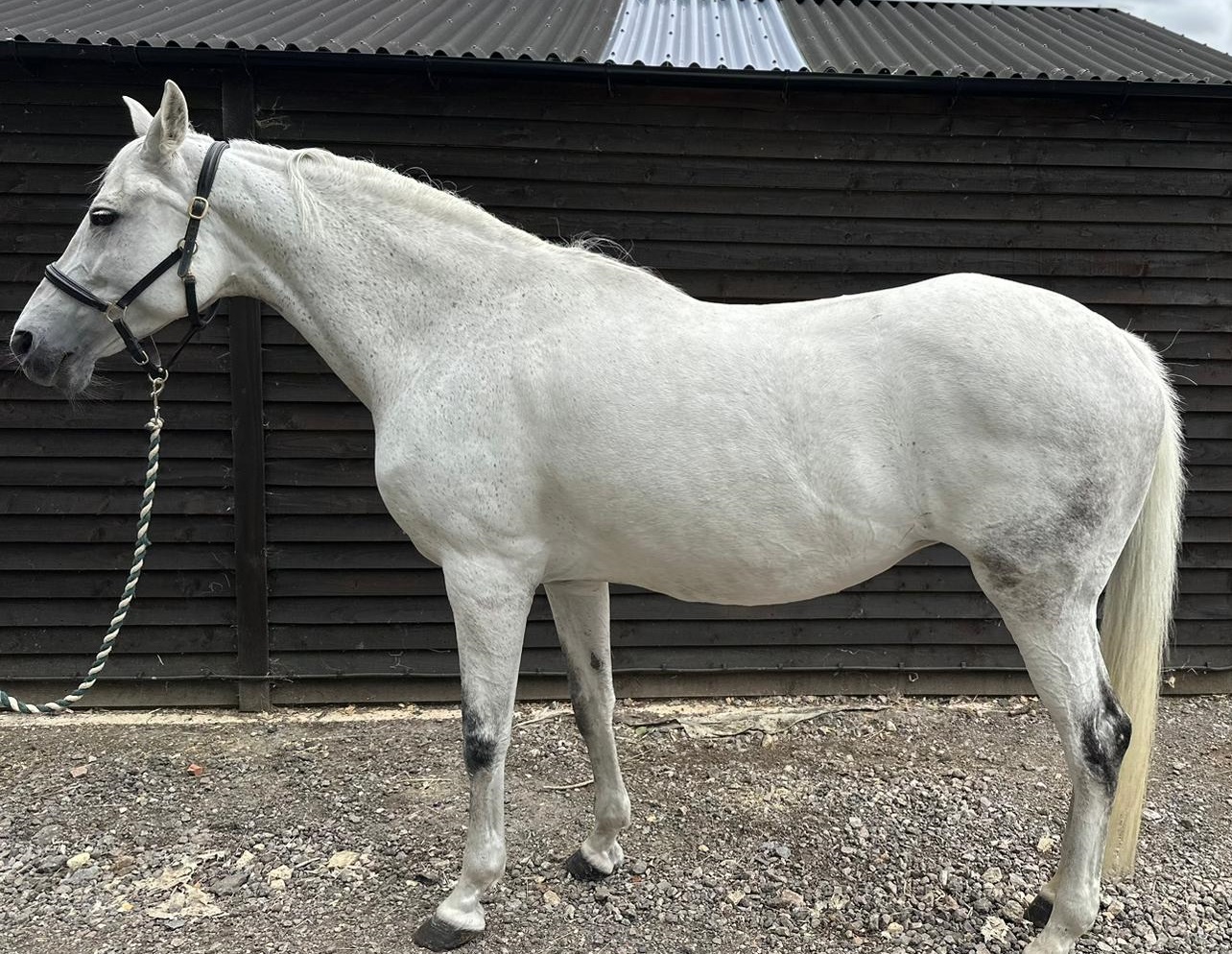 Meet the Ponies – Keysoe Cuddle