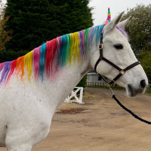 Meet the Ponies – Keysoe Cuddle